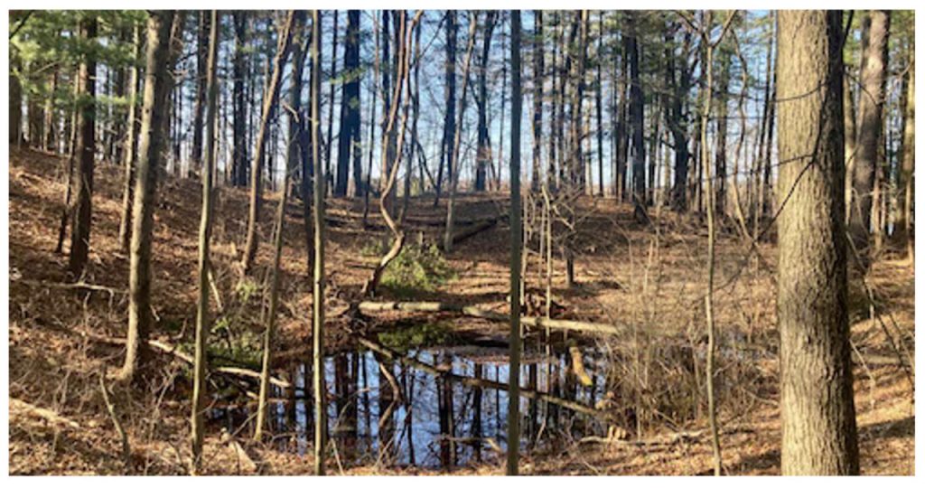 Exploring Michigan's woods during vernal pool season: Discovering fairy ...