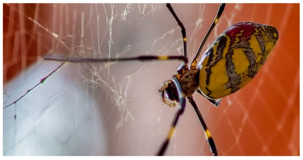 Experts in Georgia explain how Joro spiders are well-adapted to urban ...