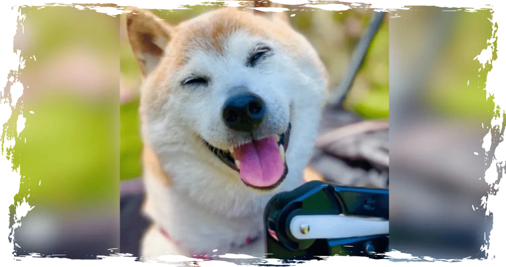 The Passing of Kabosu the Dog: A Remembered Legacy