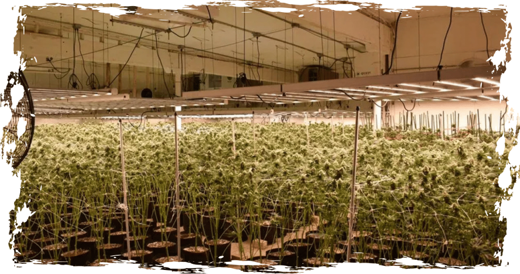 Amsterdam police arrest man for operating large illegal cannabis farm ...