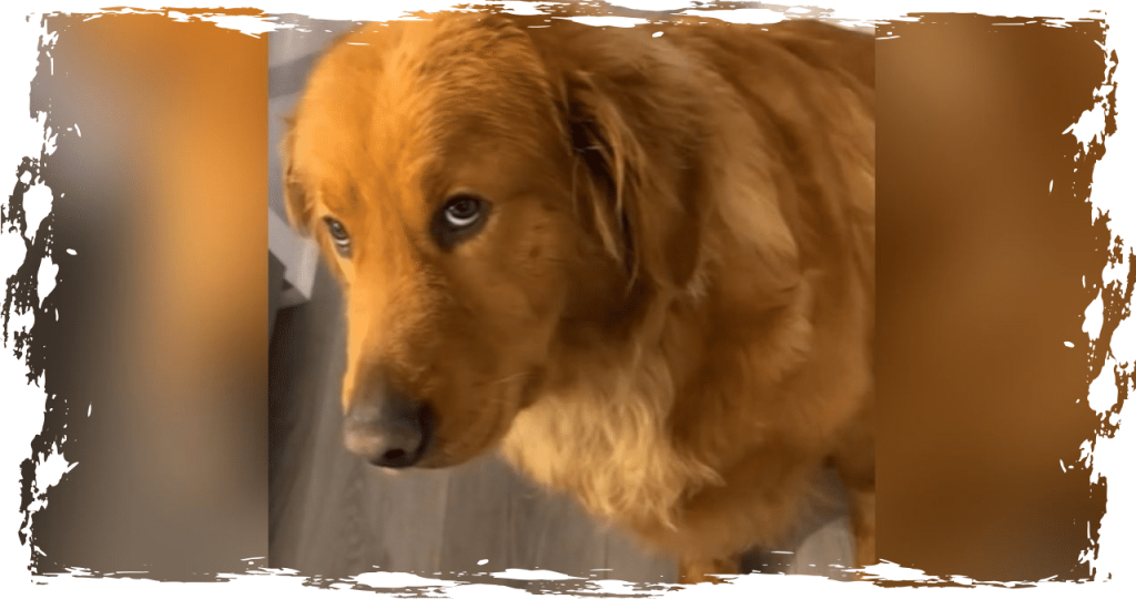 Hilarious Video Shows Golden Retriever Giving a Side-Eye to a Crying Baby