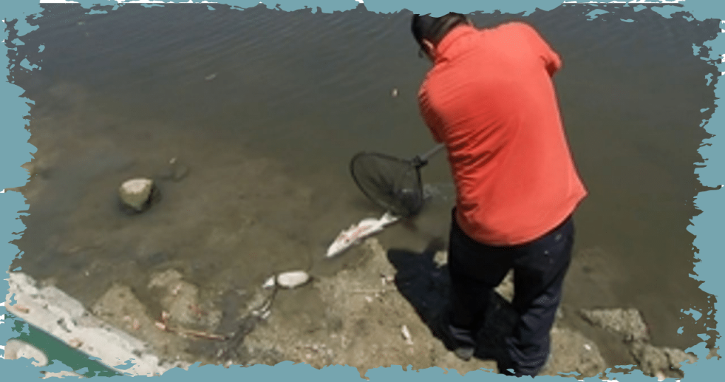 Fremont Lake experiences fish death caused by extreme heat, up to 1,000 ...
